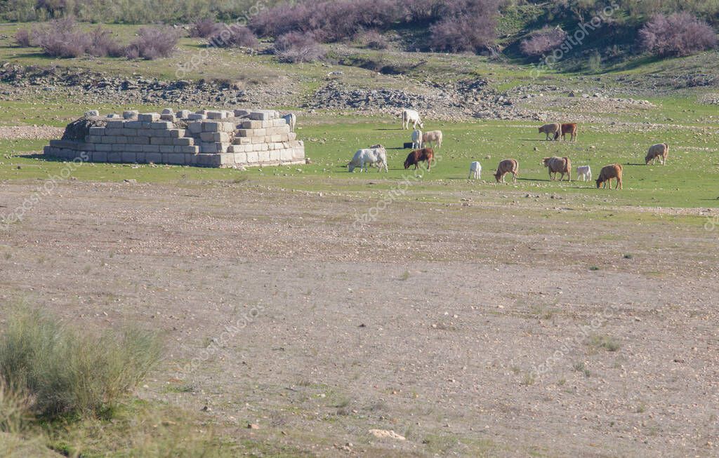 Vaca pastando junto al pilar del Puente de Alconetar Garrovillas de ...