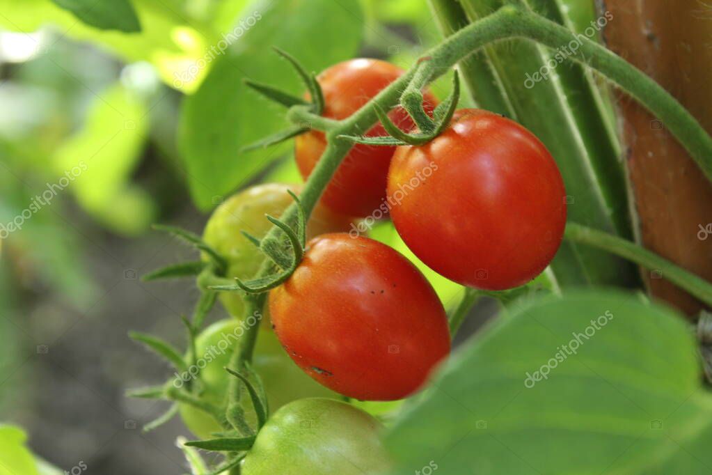 Los tomates pequeños cantan a la rama de la guinda. cultivo de ...