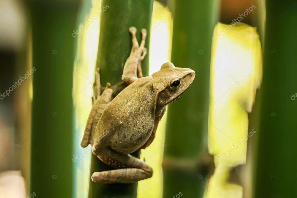 Tree frog on branch — Stock Photo © kaewphoto #46241795