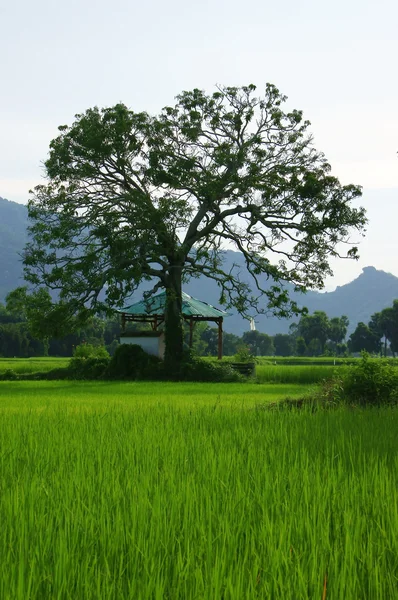 A tree in a rice field Stock Photos, Royalty Free A tree in a rice ...