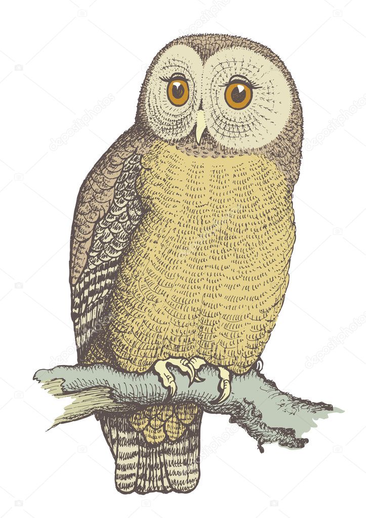 Búho dibujado a mano, ilustración vectorial, color 2022
