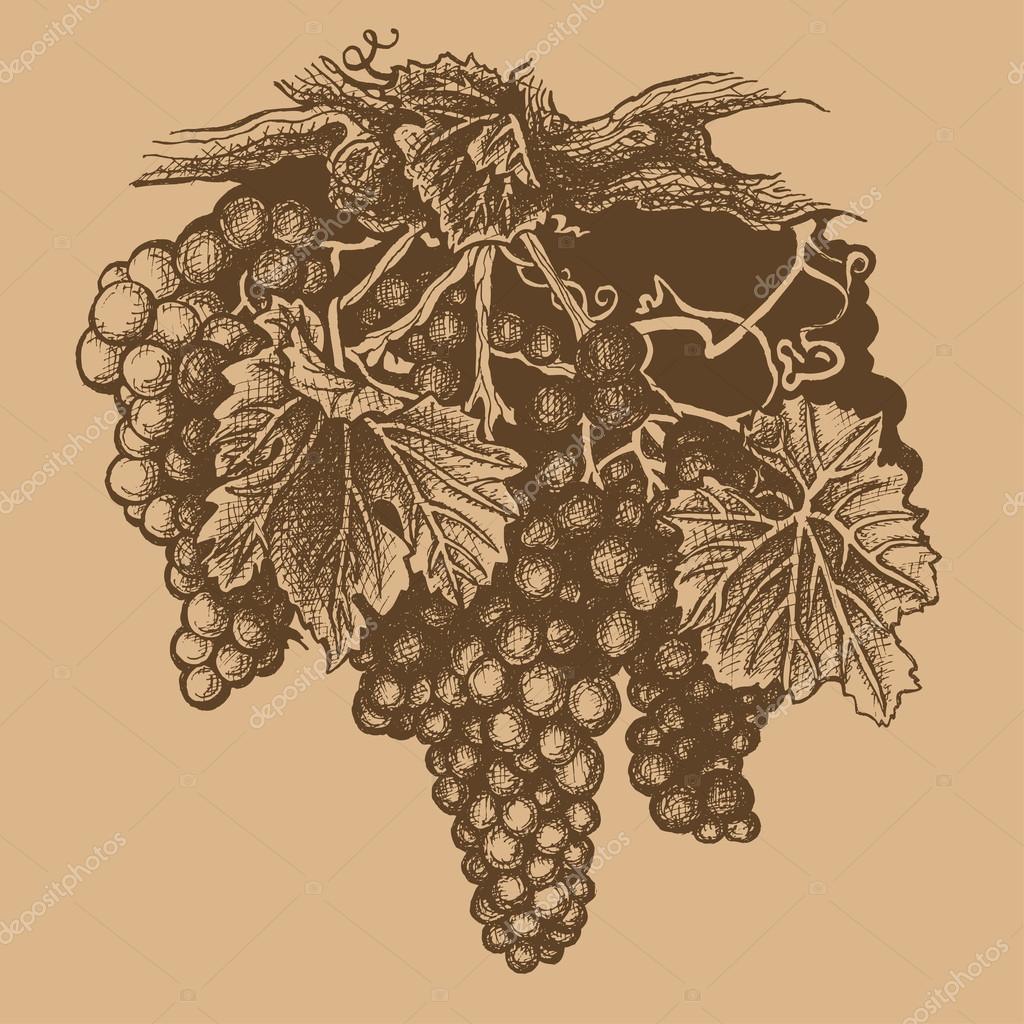 Vector bunch of grapes — Stock Vector © Greenvalley #33774761