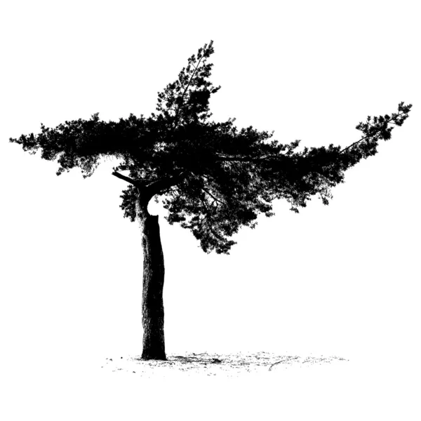 Bent tree wind Vector Art Stock Images | Depositphotos