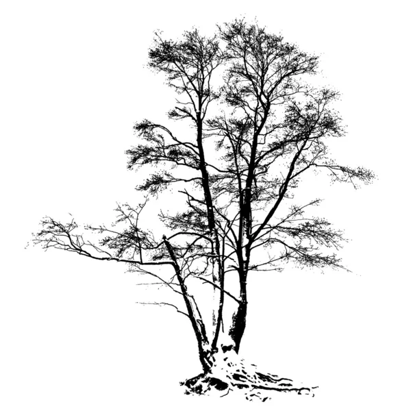 Alder tree Vector Art Stock Images | Depositphotos