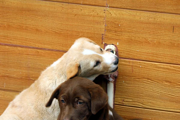 Couple de deux chiens Stock Photos, Royalty Free Couple de deux chiens ...