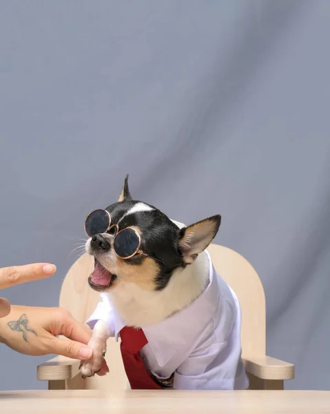 Customer service dog Stock Photos, Royalty Free Customer service dog ...