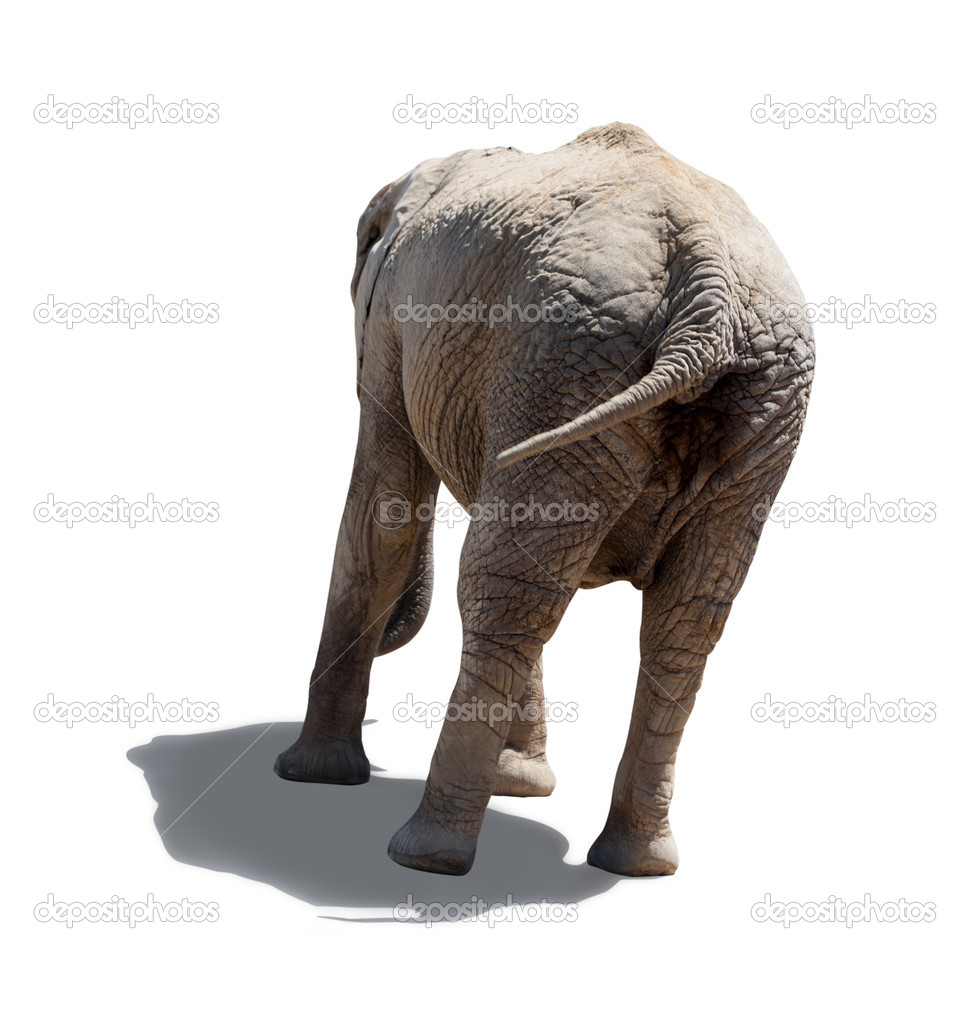 Rear view of an elephant isolated on a white background — Stock Photo ...