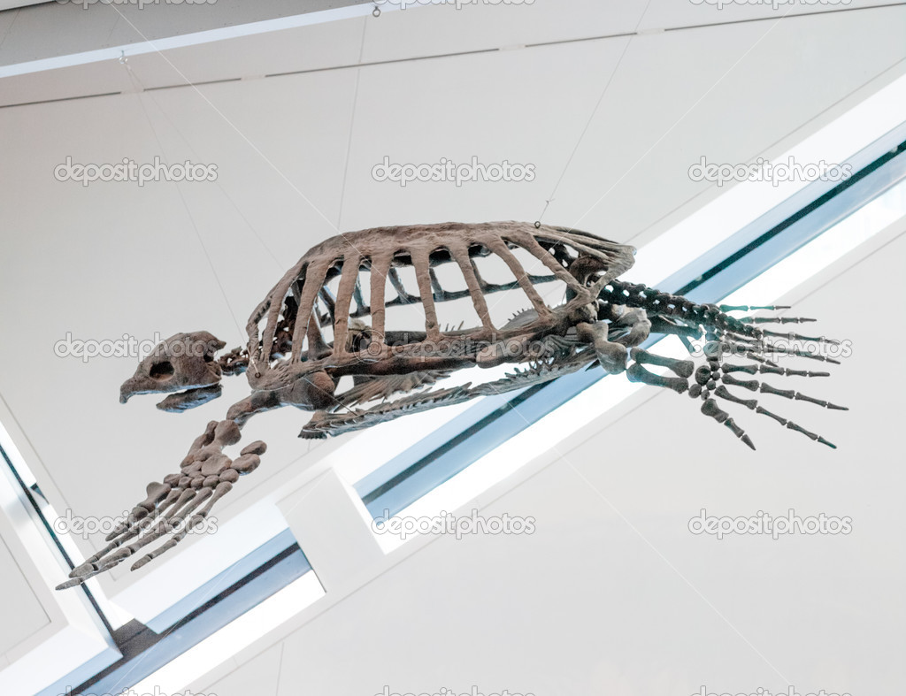 Skeleton of turtle — Stock Photo © Bruno135 #40899287