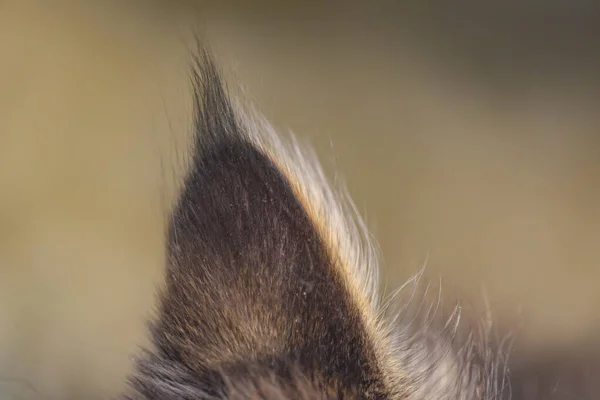 Wolf tail Stock Photos, Royalty Free Wolf tail Images | Depositphotos