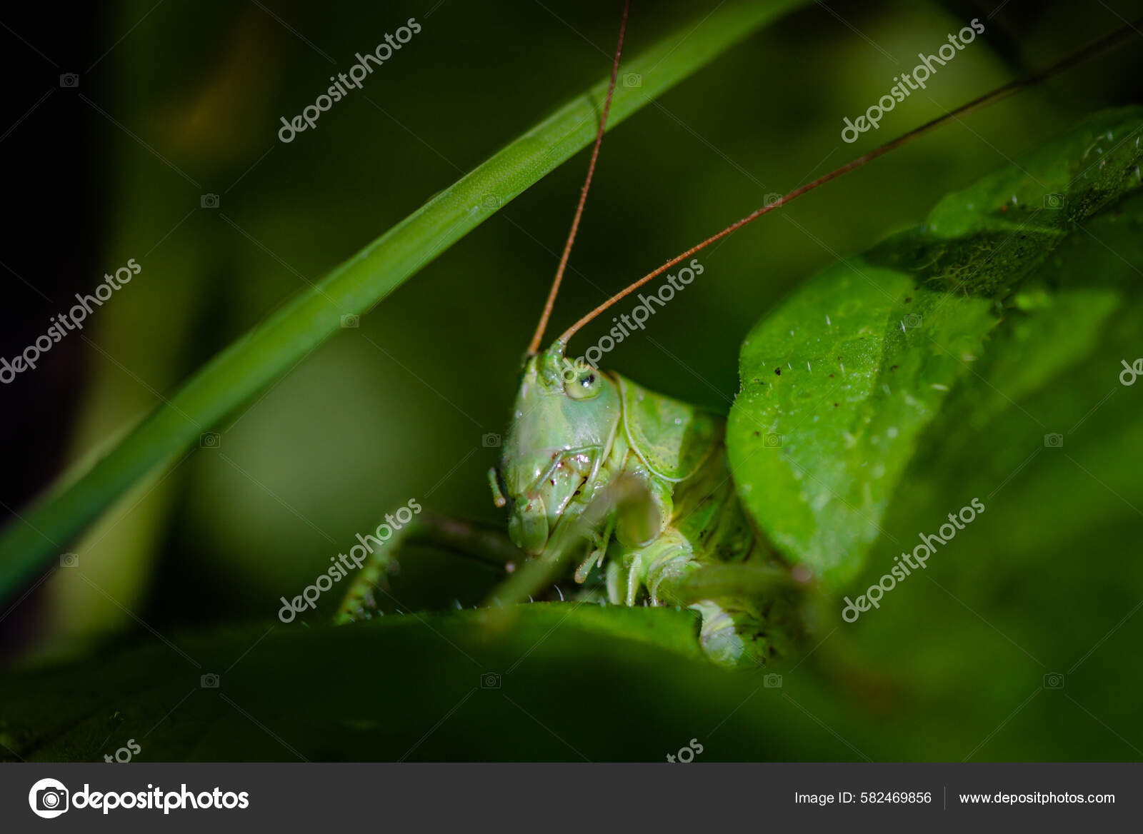 Locust Insect Identification