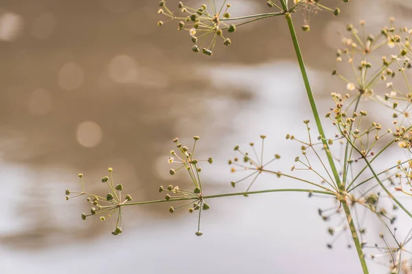 Fragile plant in the sun on the river bank - Stock Image - Everypixel