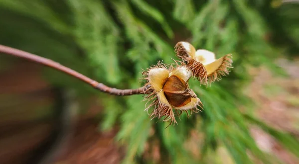 Bukvice stock fotografie, royalty free Bukvice obrázky | Depositphotos