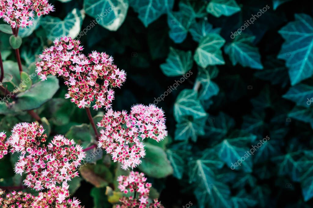 Fondo botánico con flores de sedum rosa y hojas de hiedra oscura ...