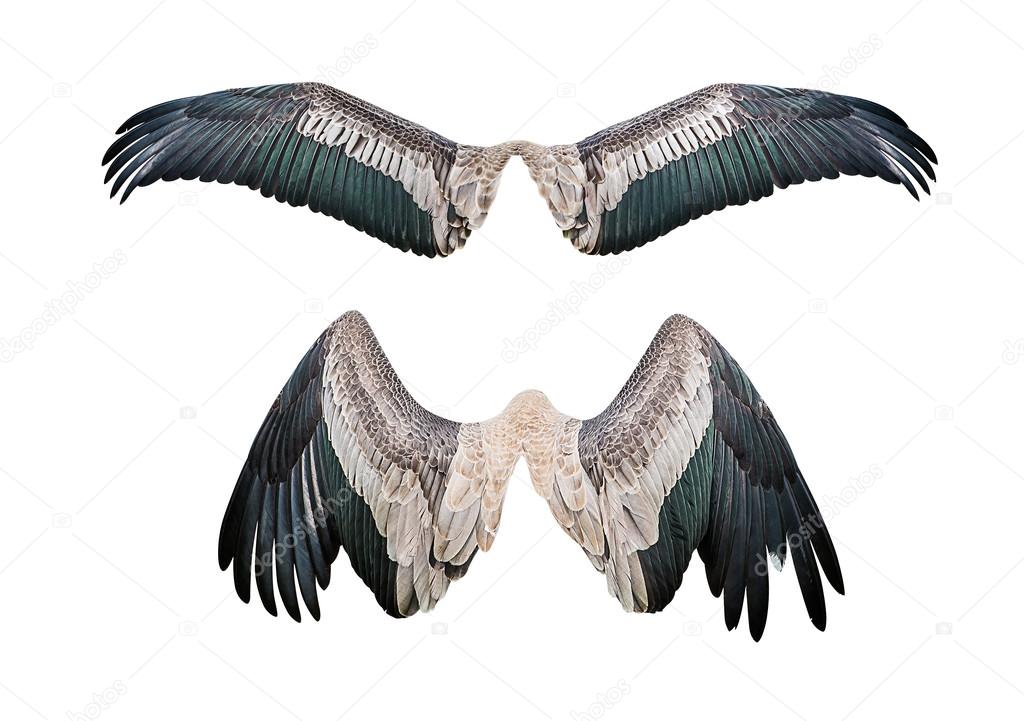 Set of wing Stock Photo by ©fotoslaz 42821961