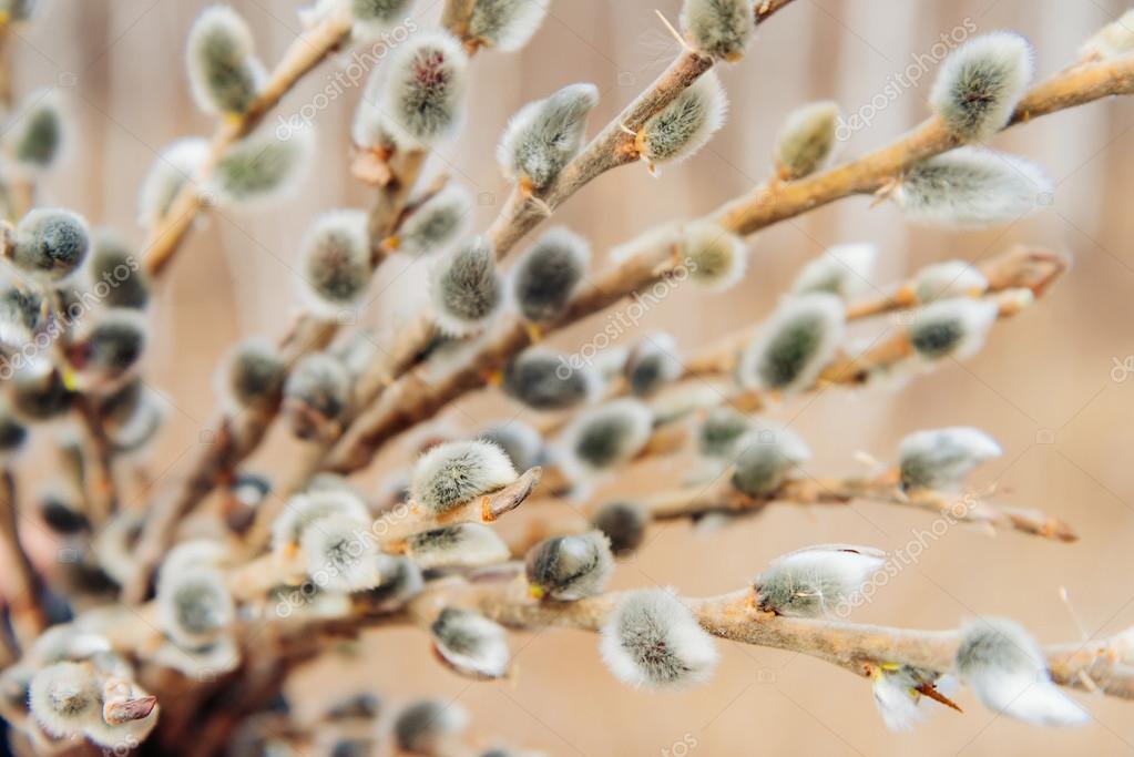 Pussy Willow Branches Wallpaper