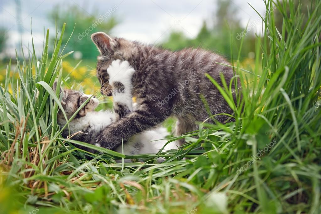Kittens playing Stock Photo by ©Remains 47620467