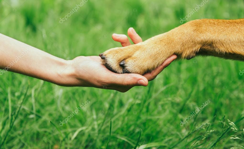 Dog paw and human hand | Dog paw and human hand are doing handshake ...