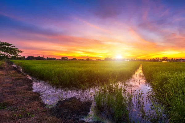 Rice field sunset Stock Photos, Royalty Free Rice field sunset Images ...
