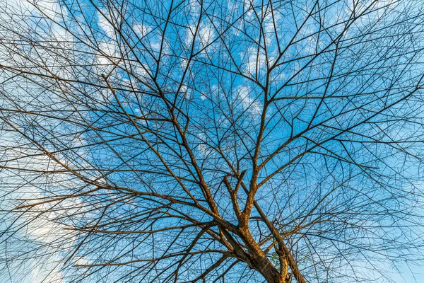 Tree sky Stock Photos, Royalty Free Tree sky Images | Depositphotos
