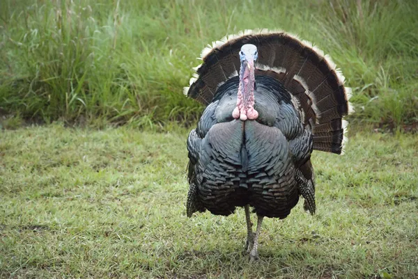 Wild Turkey Pair Stock Photo by ©Neonwater 31230683