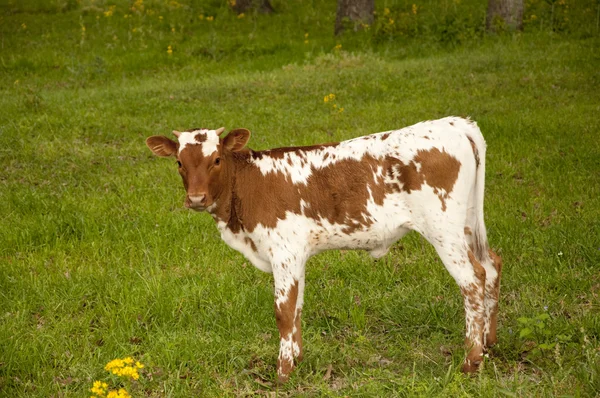 Mark cattle Stock Photos, Royalty Free Mark cattle Images | Depositphotos