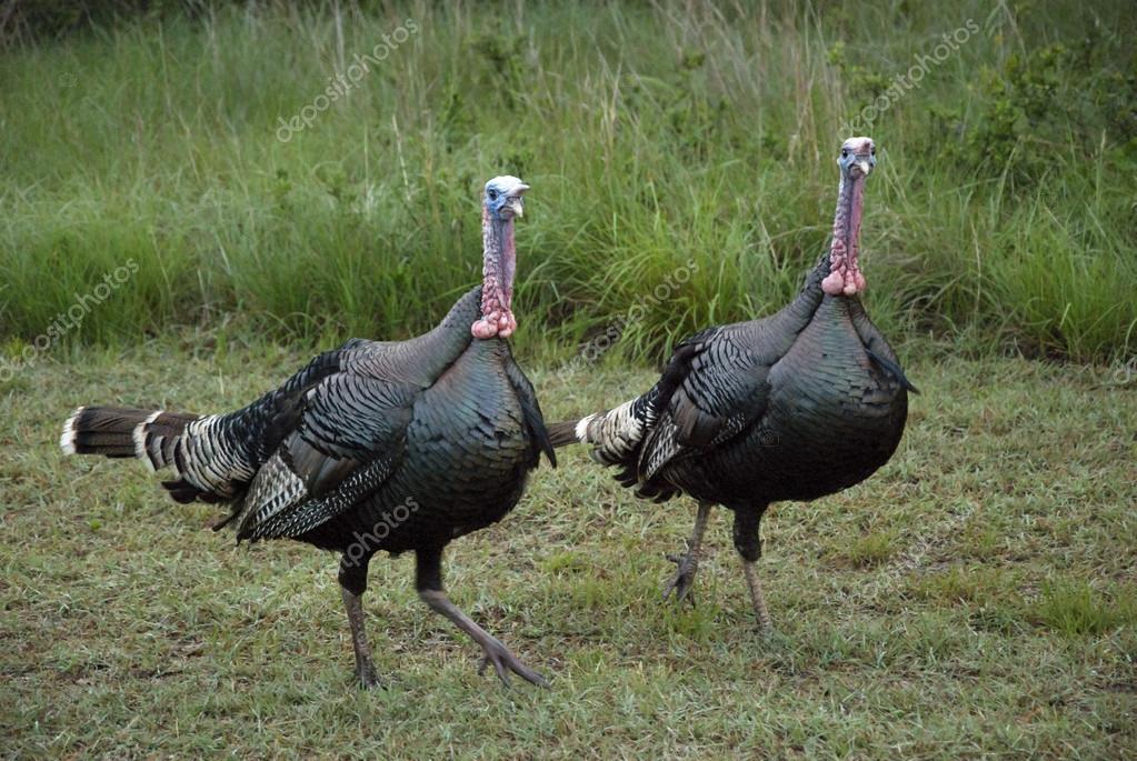 Wild Turkey Pair Stock Photo by ©Neonwater 31230683