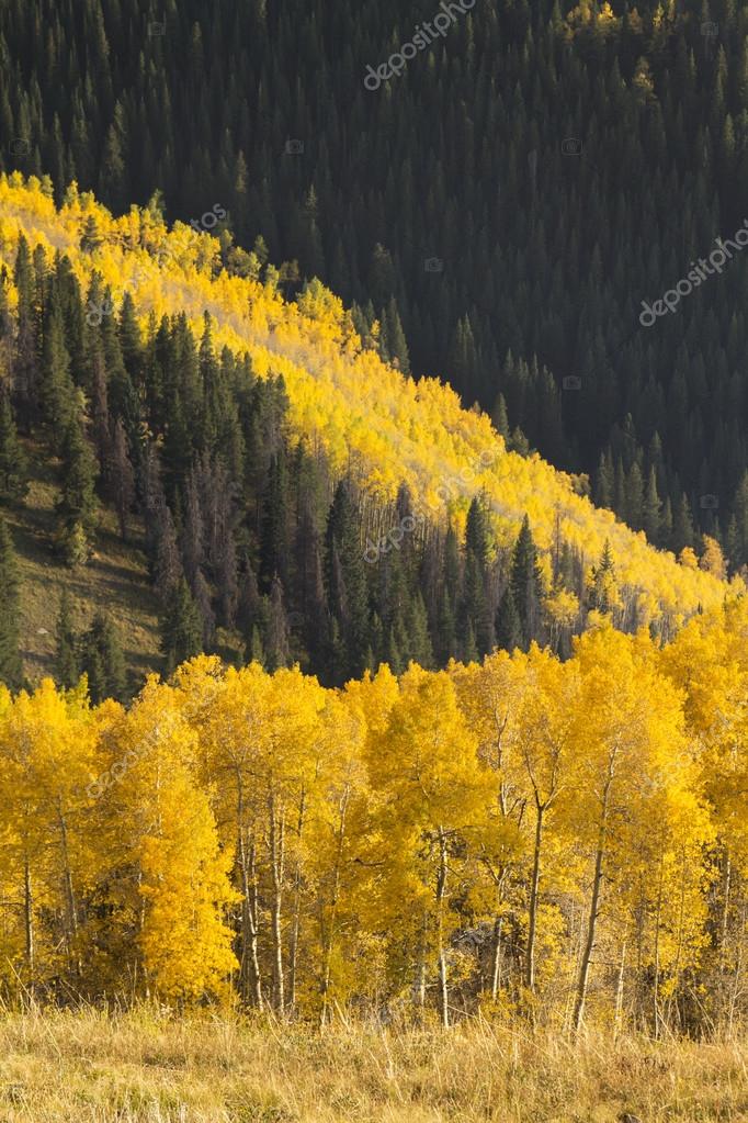 Golden Aspen Trees Stock Photo by ©rcreitmeyer 34848073
