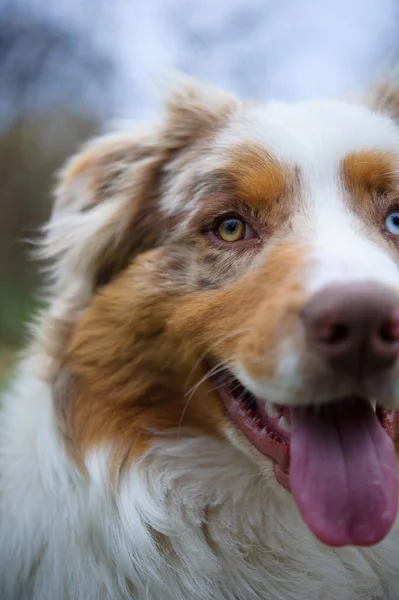 Beautiful aussie Stock Photos, Royalty Free Beautiful aussie Images ...