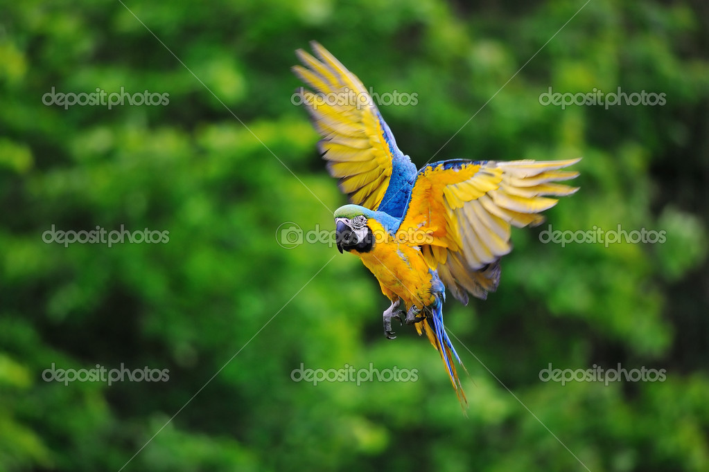 Voando a arara Canindé - ara ararauna — Fotografias de Stock © duben ...