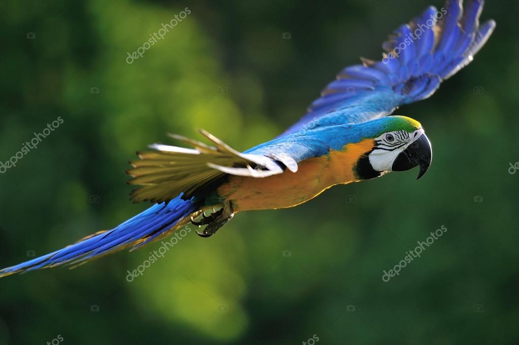 Flying blue-and-yellow Macaw - Ara ararauna — Stock Photo © duben #46978129