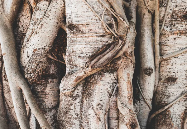 Photo of a tree trunk where the roots climb the trunk. - Stock Image ...