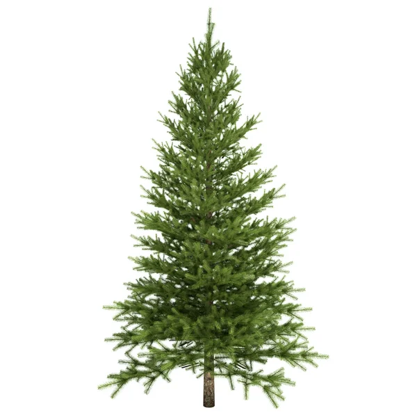 Fir tree Stock Photos, Royalty Free Fir tree Images | Depositphotos