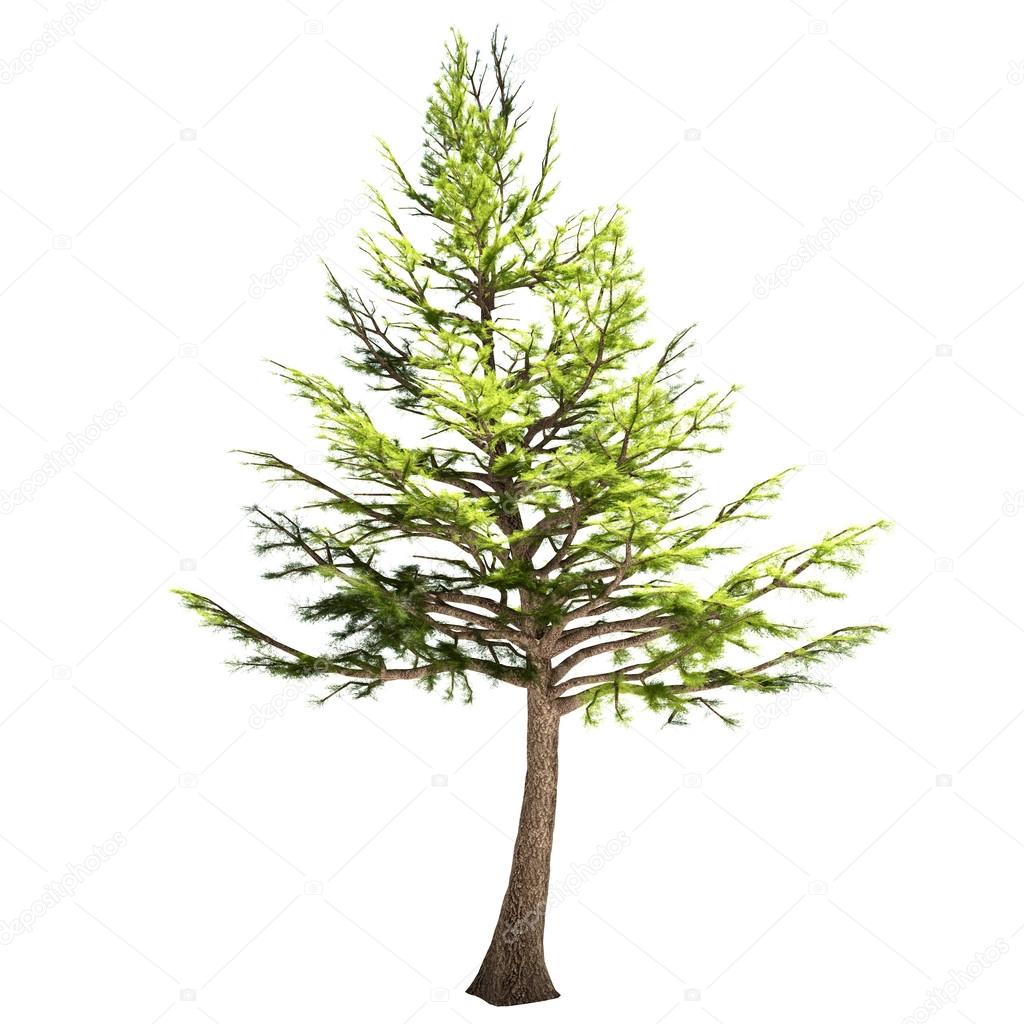Simple Cedar Tree Drawing