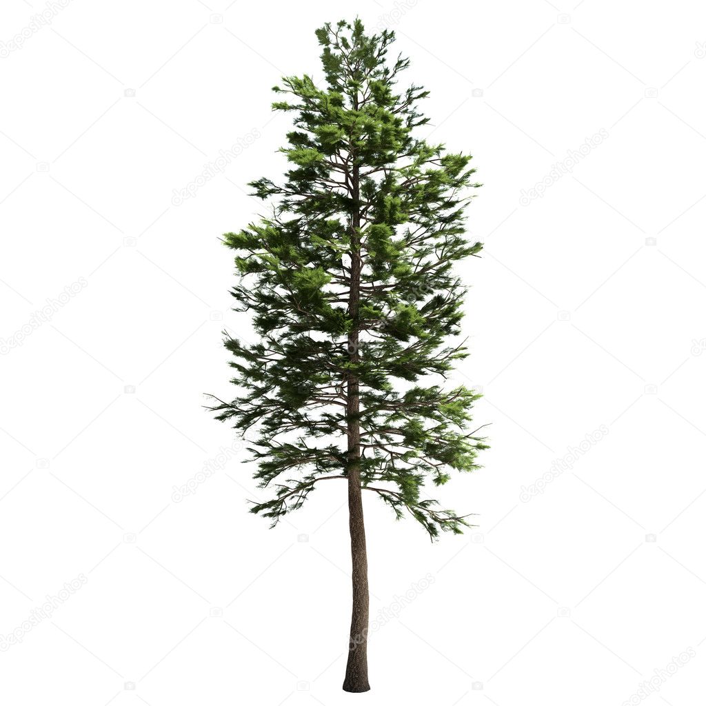 Tall American Pine Tree Isolated — Stock Photo © hypnotype #31100569