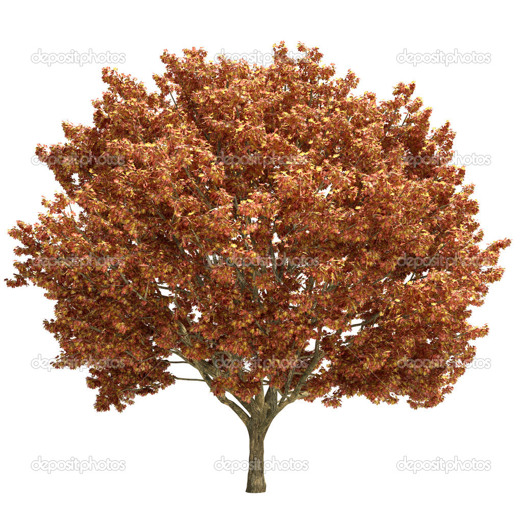 Fall Maple Tree Isolated — Stock Photo © hypnotype #31102139