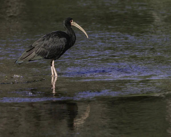 Anhingas Stock Photos, Royalty Free Anhingas Images | Depositphotos