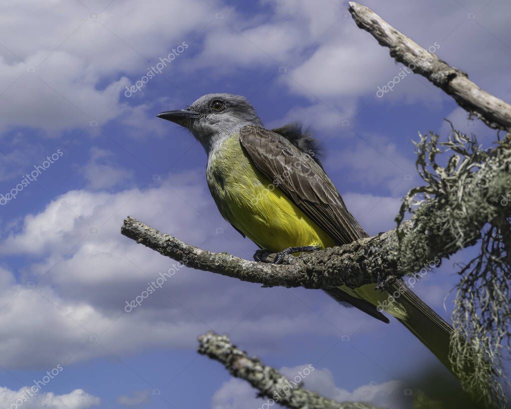 Un p jaro de pecho amarillo posado en una rama sin hojas esperando 2024