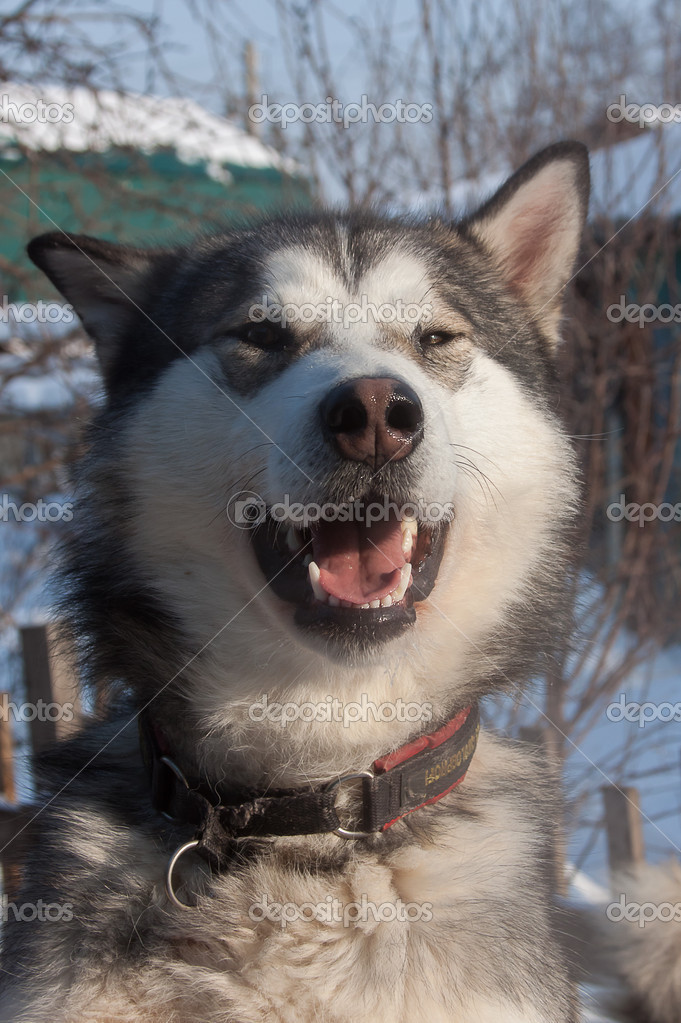 Smile malamute — Stock Photo © Colonel65 #41696229