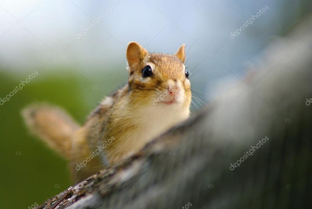 Wild animails in Canada - Chipmunk — Stock Photo © dermot68 #39054481