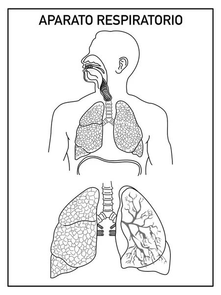 Aparato Respiratorio Para Colorear