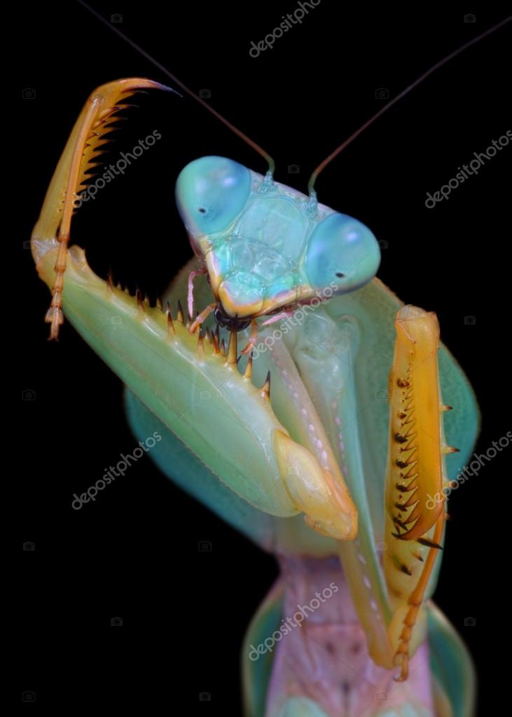 Rhombodera Sp mantis show her grasper — Stock Photo © sauce7 #37076869