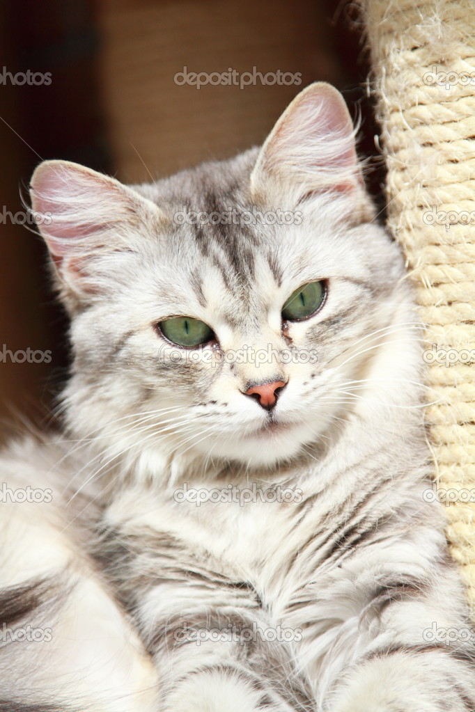 Silver cat of siberian breed, adult female Stock Photo by ©endomass ...