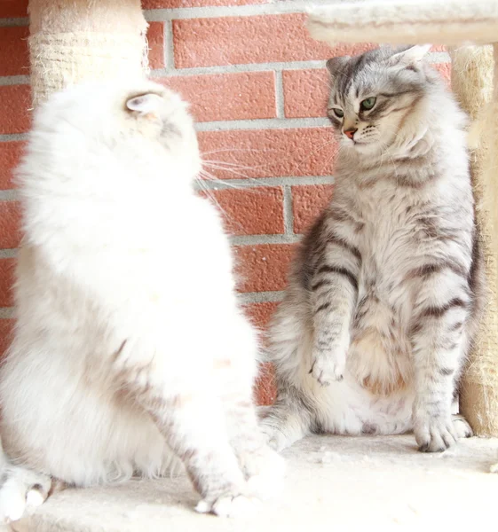 Ralharam Stock Photos, Royalty Free Ralharam Images | Depositphotos