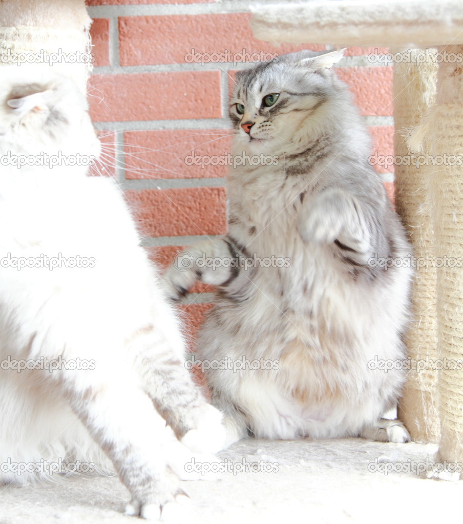 White neva masquerade and silver cats of siberian breed — Stock Photo ...