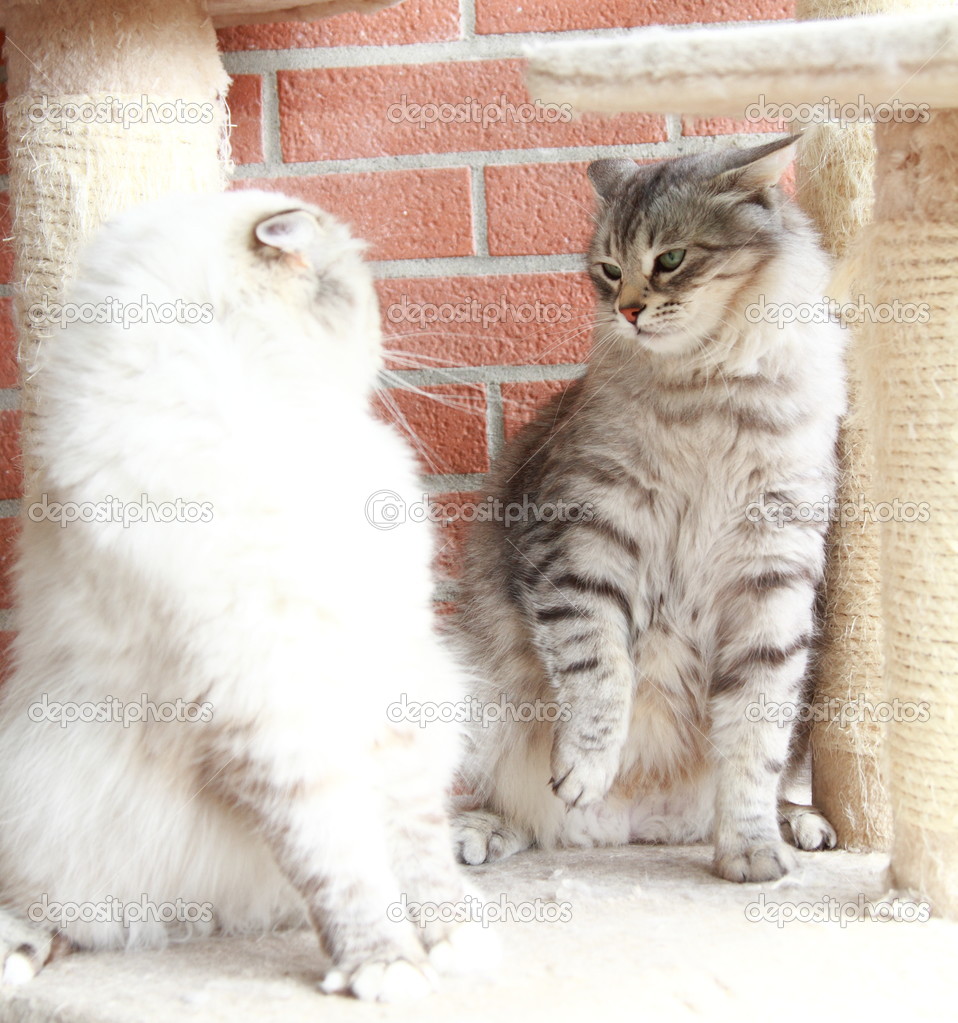 White neva masquerade and silver cats of siberian breed — Stock Photo ...