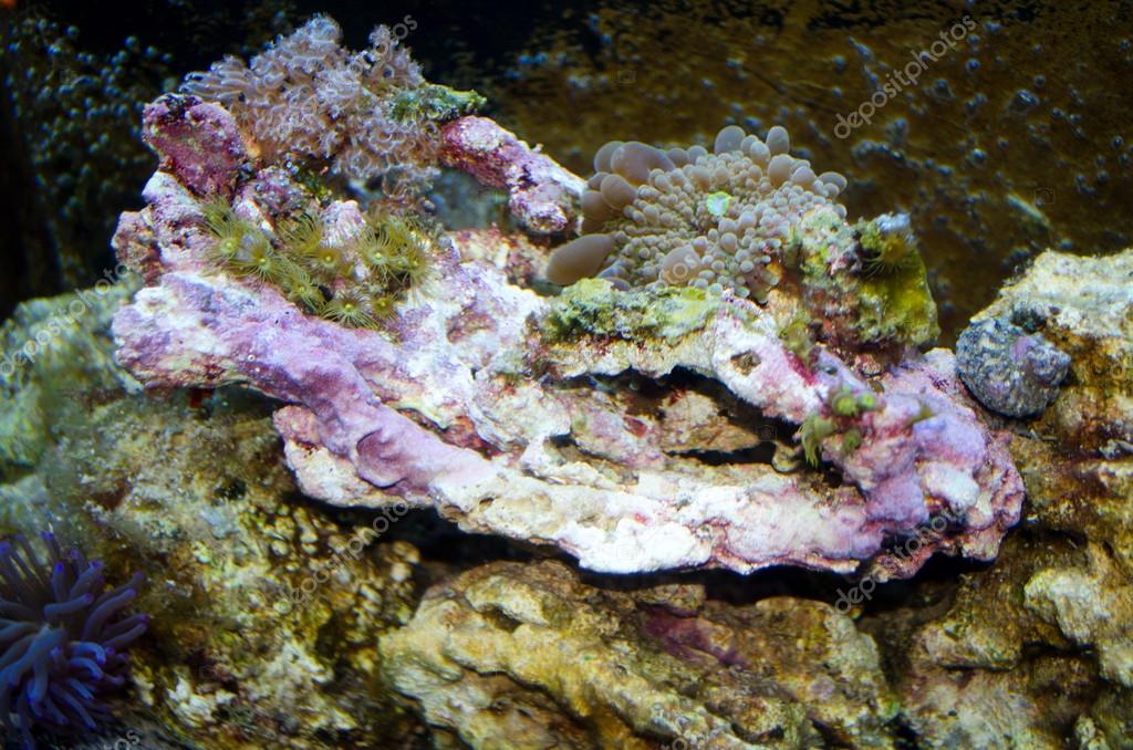 Living Rock Sea Creature