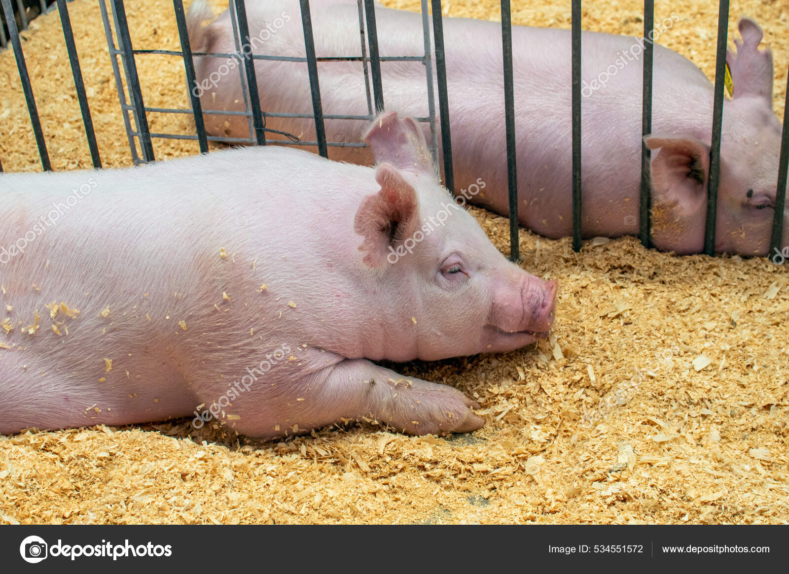 Two Fat Pink Pigs Smile Dream Whatever Pigs Dream Pens — Stock Photo ...