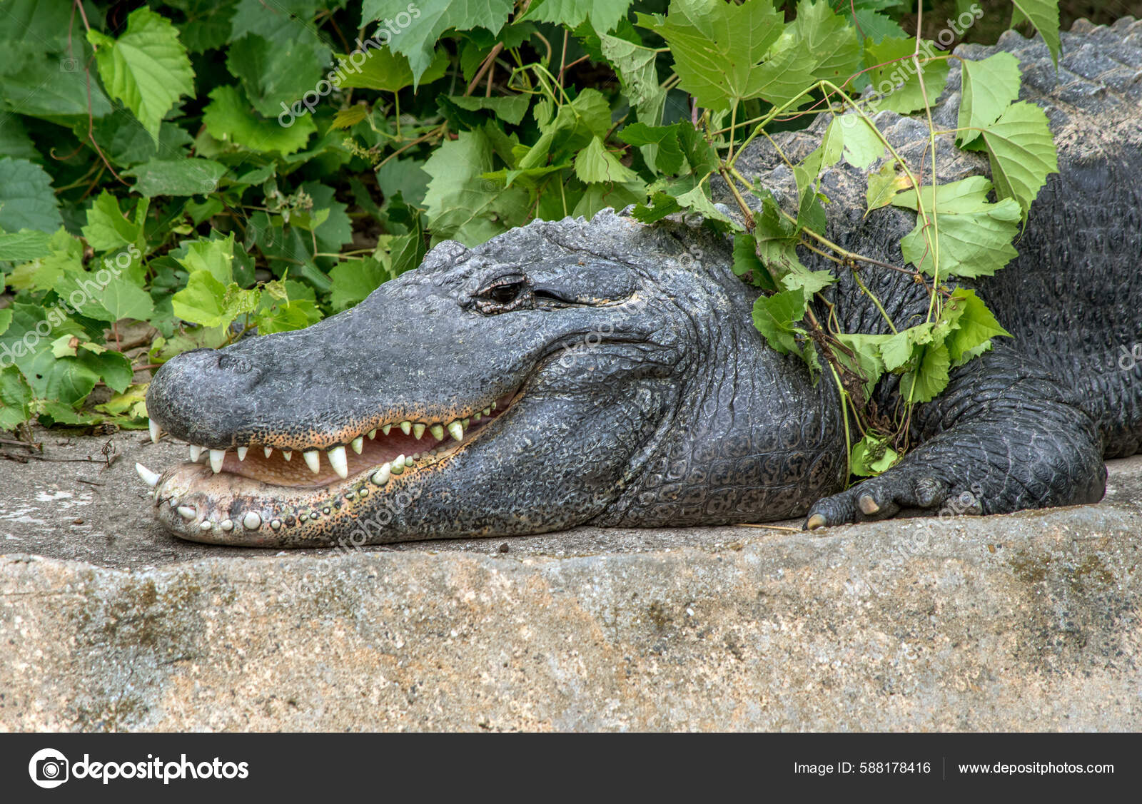 Half Alligator Half Dinsaur