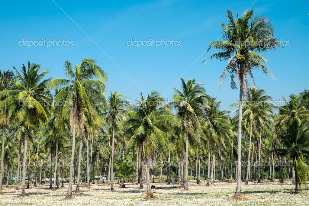 Coconut farm Stock Photo by ©Lodimup 46124065