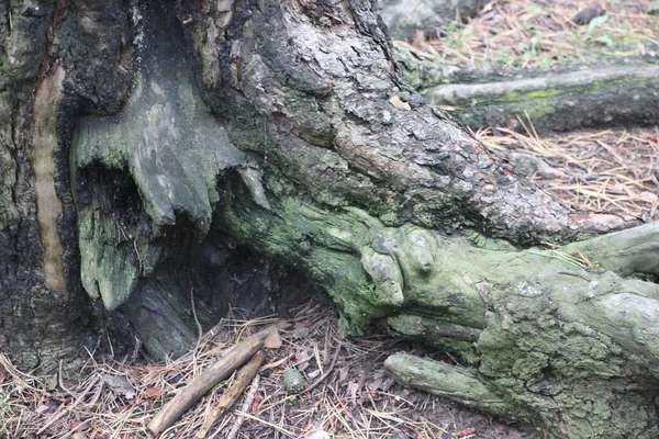 Tree corpse Stock Photos, Royalty Free Tree corpse Images | Depositphotos